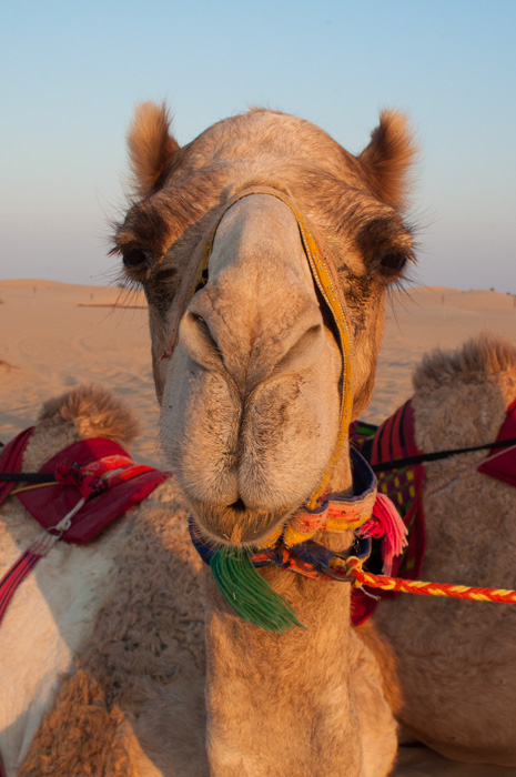 How many ways to say camel? | My Custard Pie