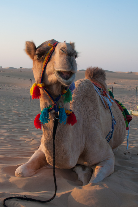 Camel farm visit-0054 | My Custard Pie