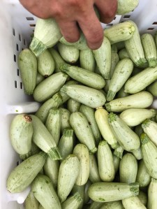 What’s in season in the UAE? October guide | My Custard Pie