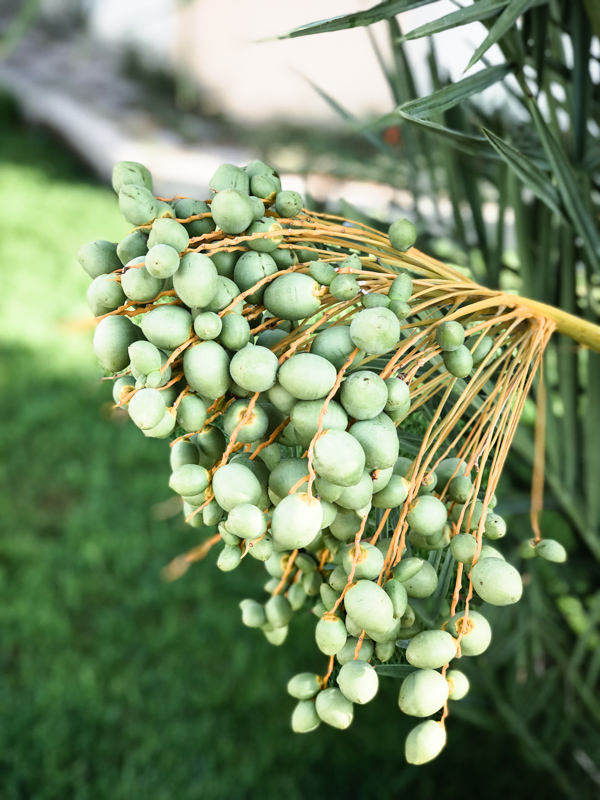 A short guide to date varieties | My Custard Pie